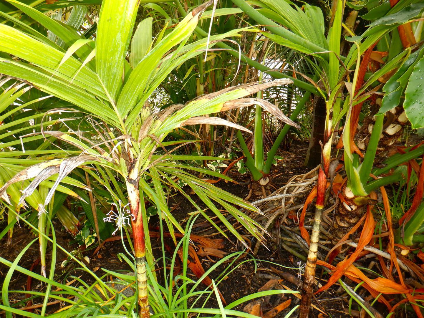 Red Corner - DISCUSSING PALM TREES WORLDWIDE - PalmTalk