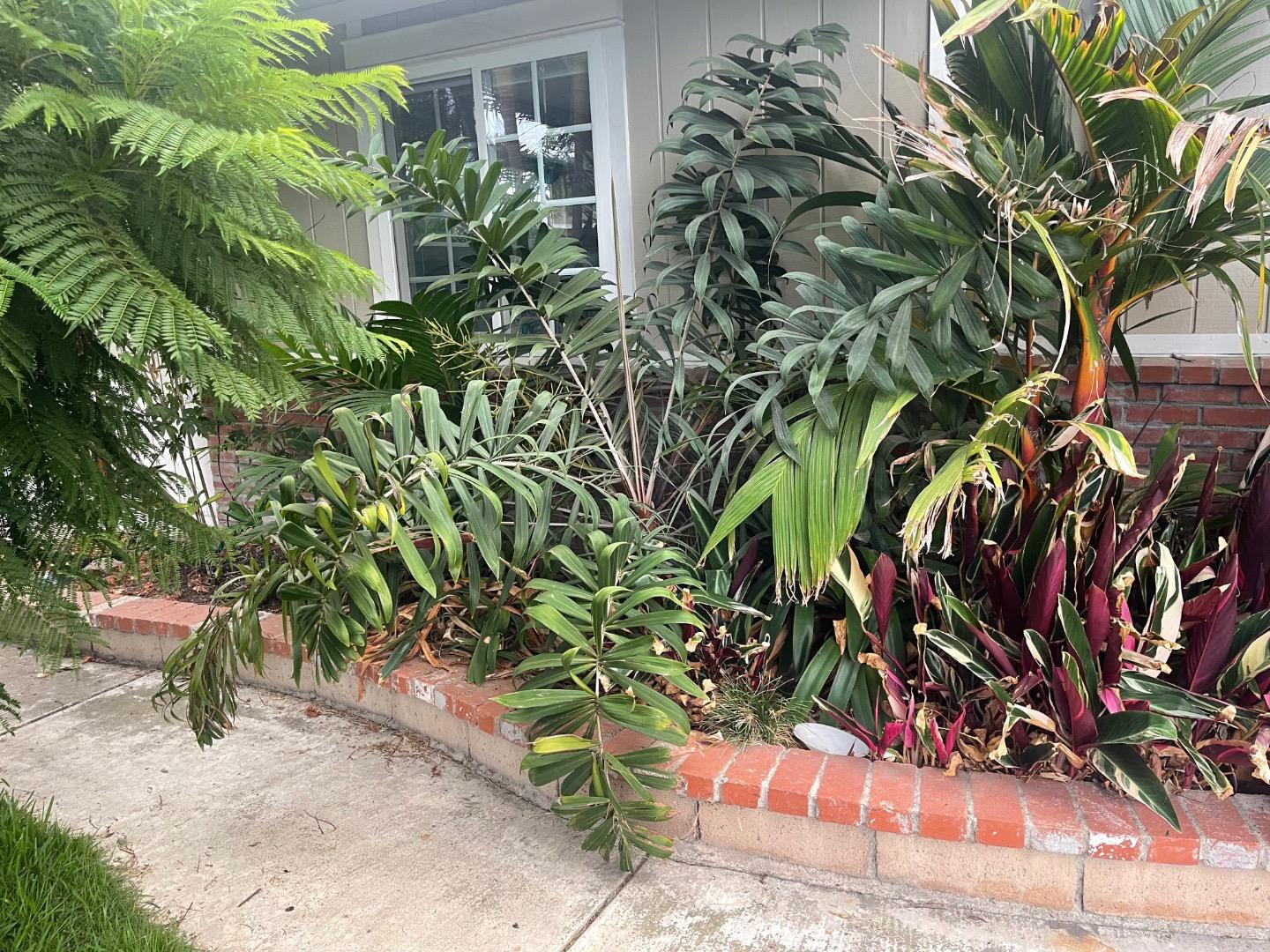 Dypsis marojejyi mad fox seed - For Sale - PalmTalk