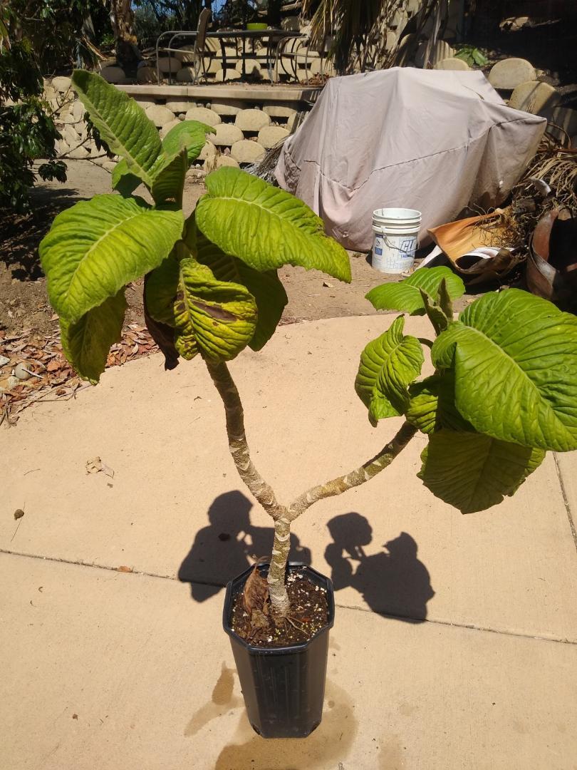 Telanthophora grandifolia, large leaf tree. Air layer $50 - For Sale ...