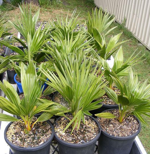 Another Chamaerops Vulcano in the ground - DISCUSSING PALM TREES ...
