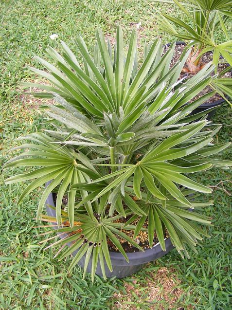 Another Chamaerops Vulcano in the ground - DISCUSSING PALM TREES ...