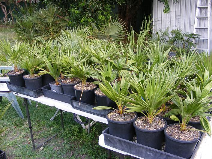 Another Chamaerops Vulcano in the ground - DISCUSSING PALM TREES ...