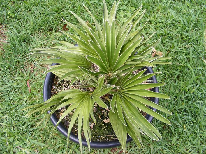 Another Chamaerops Vulcano in the ground - DISCUSSING PALM TREES ...