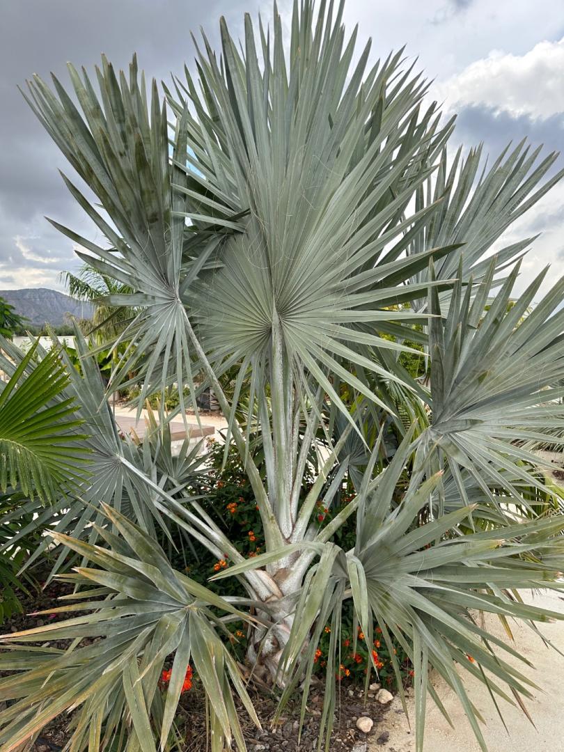 My Spanish palm garden photos - DISCUSSING PALM TREES WORLDWIDE - PalmTalk