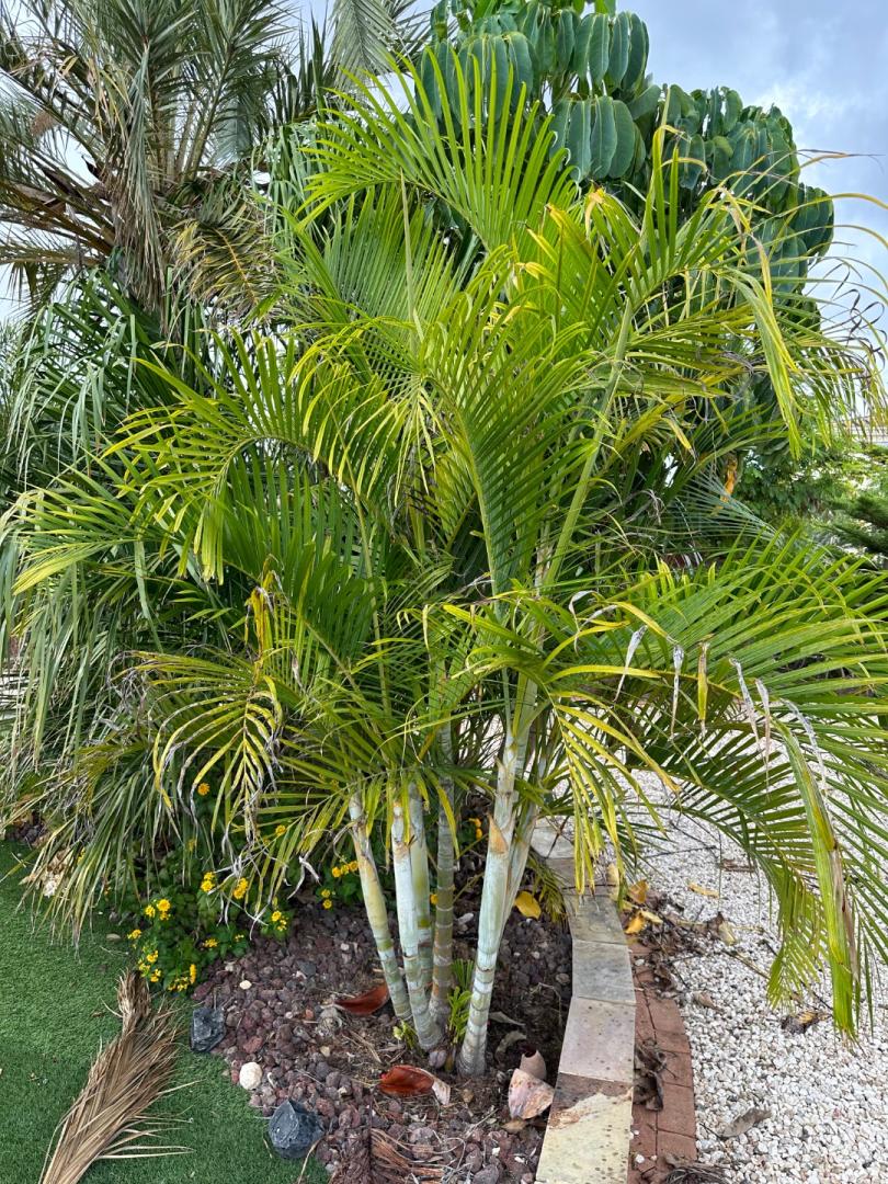 My Spanish palm garden photos - DISCUSSING PALM TREES WORLDWIDE - PalmTalk