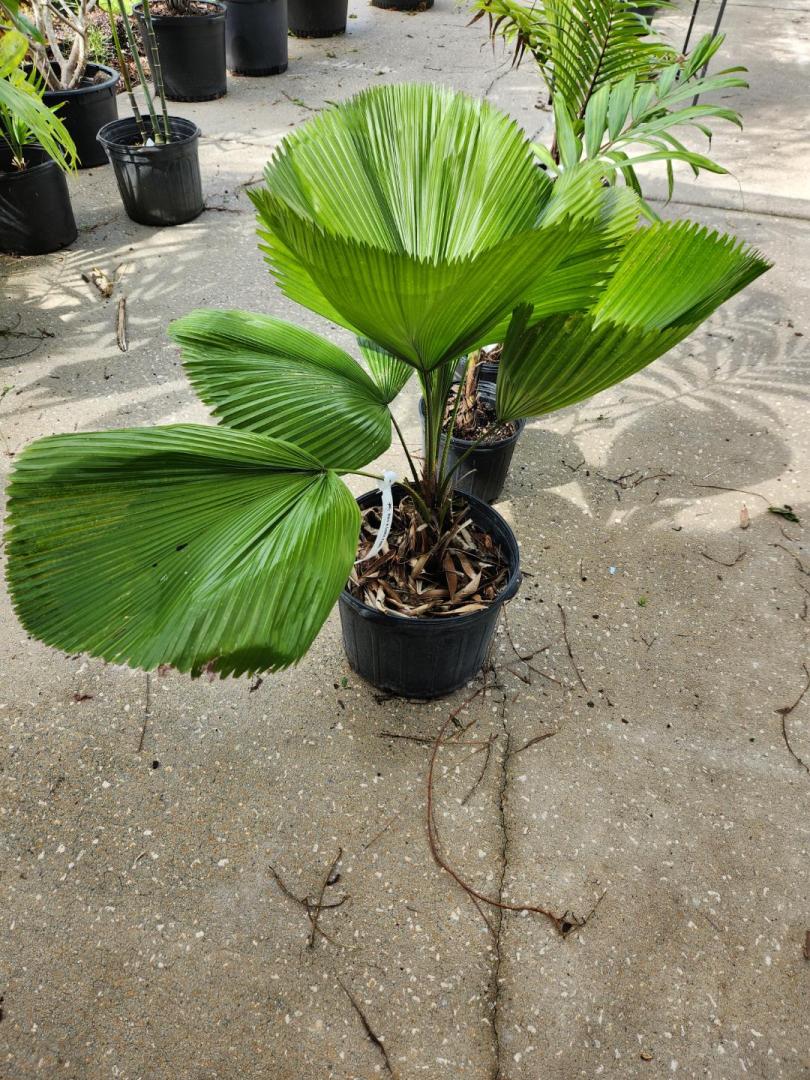 Licuala Grandis 7gal - For Sale - PalmTalk