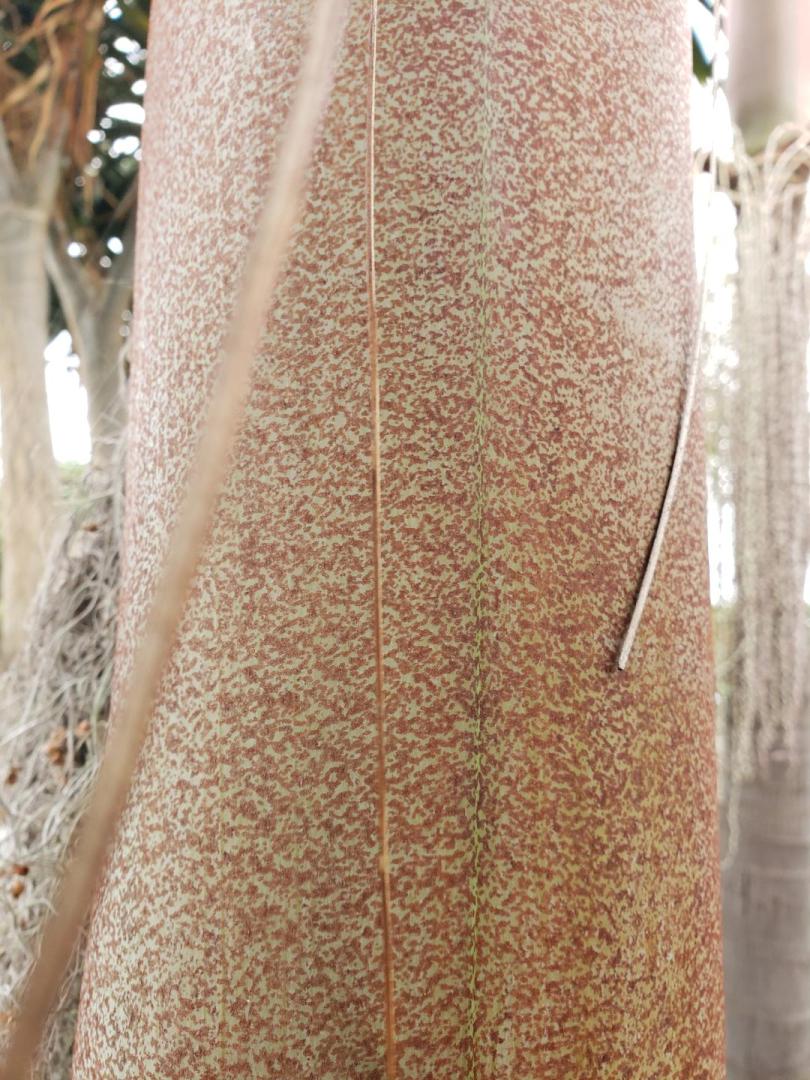 Tomentum on crown shaft of King Palm - DISCUSSING PALM TREES WORLDWIDE ...