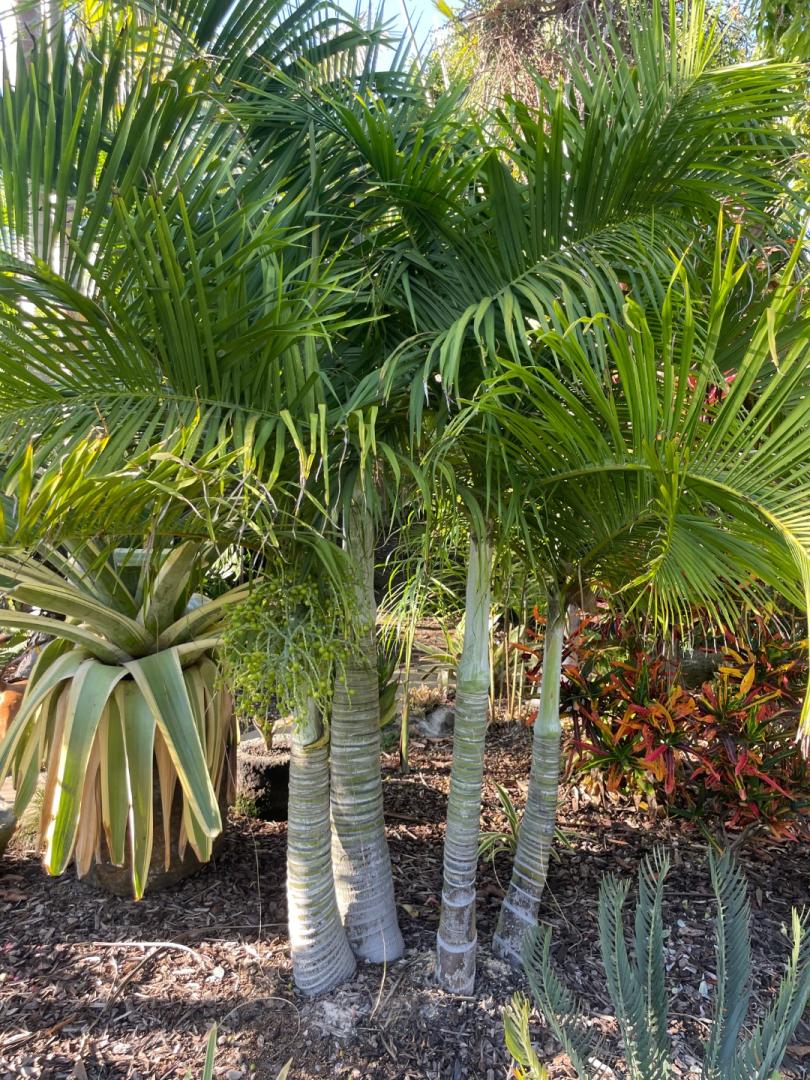 Dypsis “Big Baronii” seed for sale - SOLD - For Sale - PalmTalk