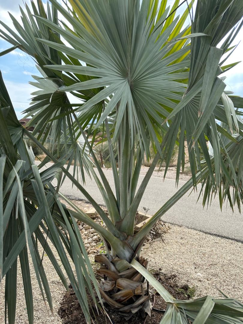 My Spanish palm garden photos - DISCUSSING PALM TREES WORLDWIDE - PalmTalk