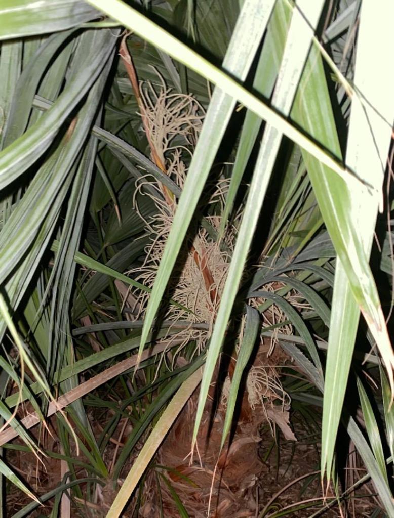 Brahea decumbens inflorescence - DISCUSSING PALM TREES WORLDWIDE - PalmTalk
