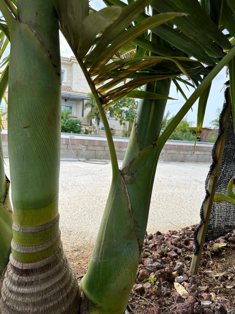 My Spanish palm garden photos - DISCUSSING PALM TREES WORLDWIDE - PalmTalk