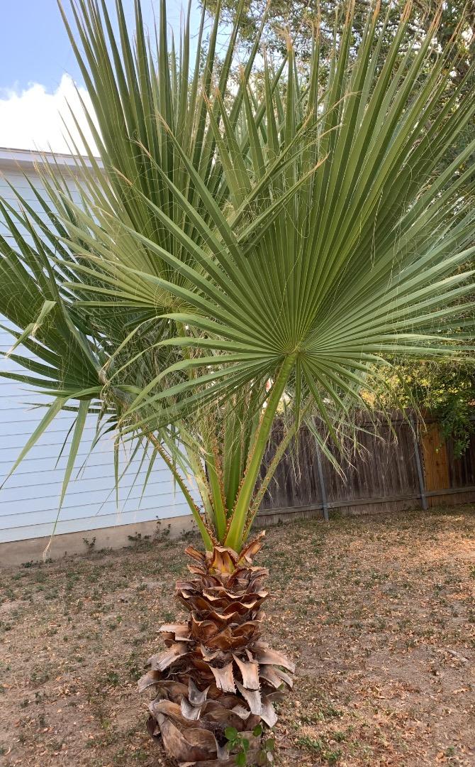 Washingtonia filifera in San Antonio, TX - COLD HARDY PALMS - PalmTalk