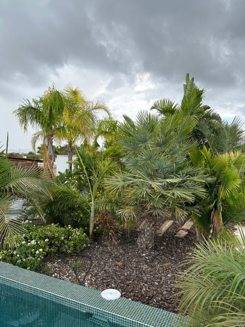My Spanish palm garden photos - DISCUSSING PALM TREES WORLDWIDE - PalmTalk