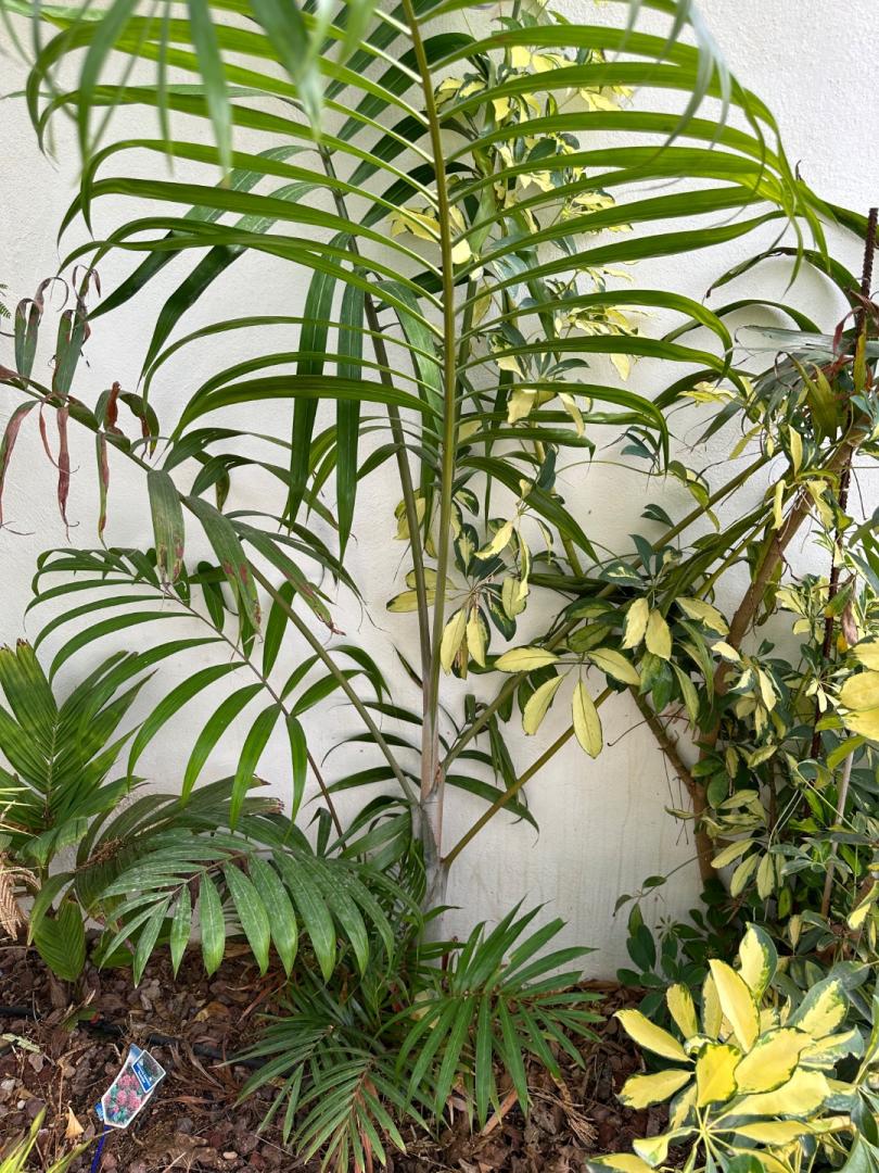 My Spanish palm garden photos - DISCUSSING PALM TREES WORLDWIDE - PalmTalk