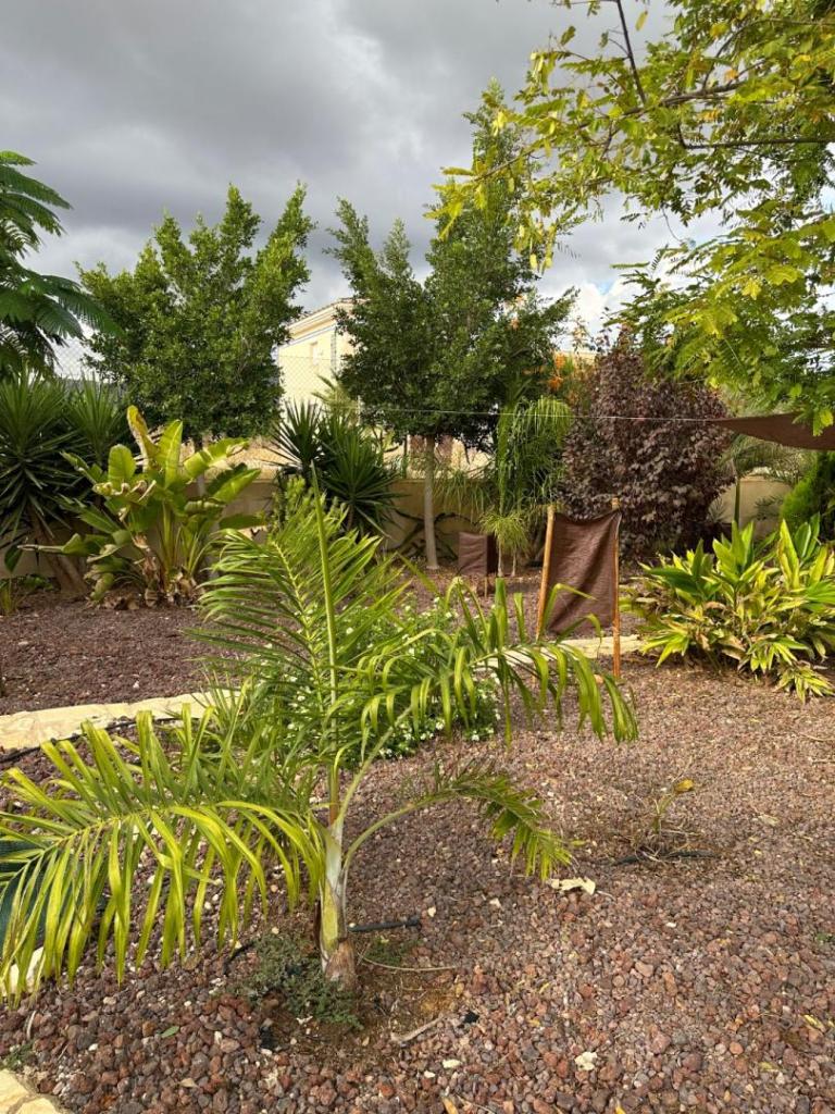 My Spanish palm garden photos - DISCUSSING PALM TREES WORLDWIDE - PalmTalk