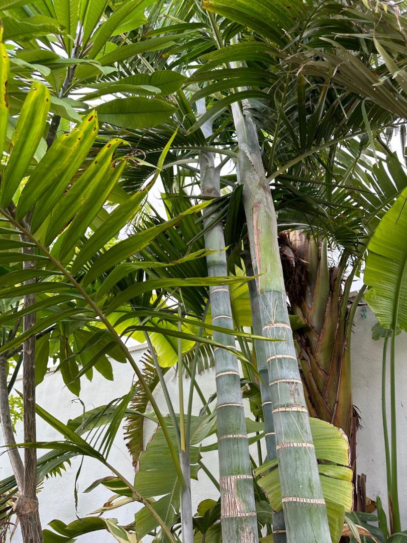 My Spanish palm garden photos - DISCUSSING PALM TREES WORLDWIDE - PalmTalk
