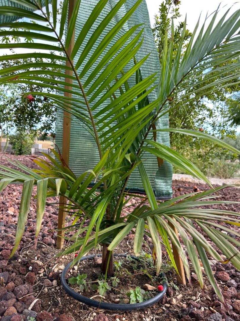 My Spanish palm garden photos - DISCUSSING PALM TREES WORLDWIDE - PalmTalk