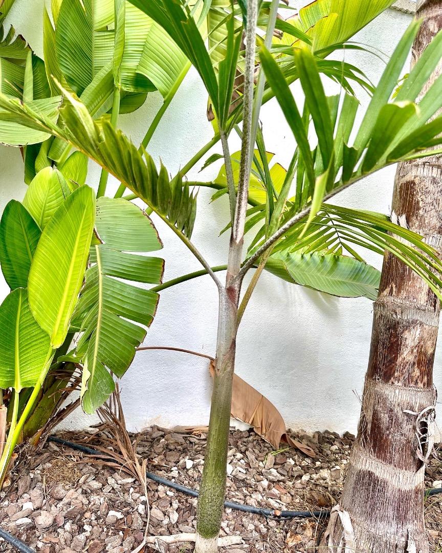 My Spanish palm garden photos - DISCUSSING PALM TREES WORLDWIDE - PalmTalk