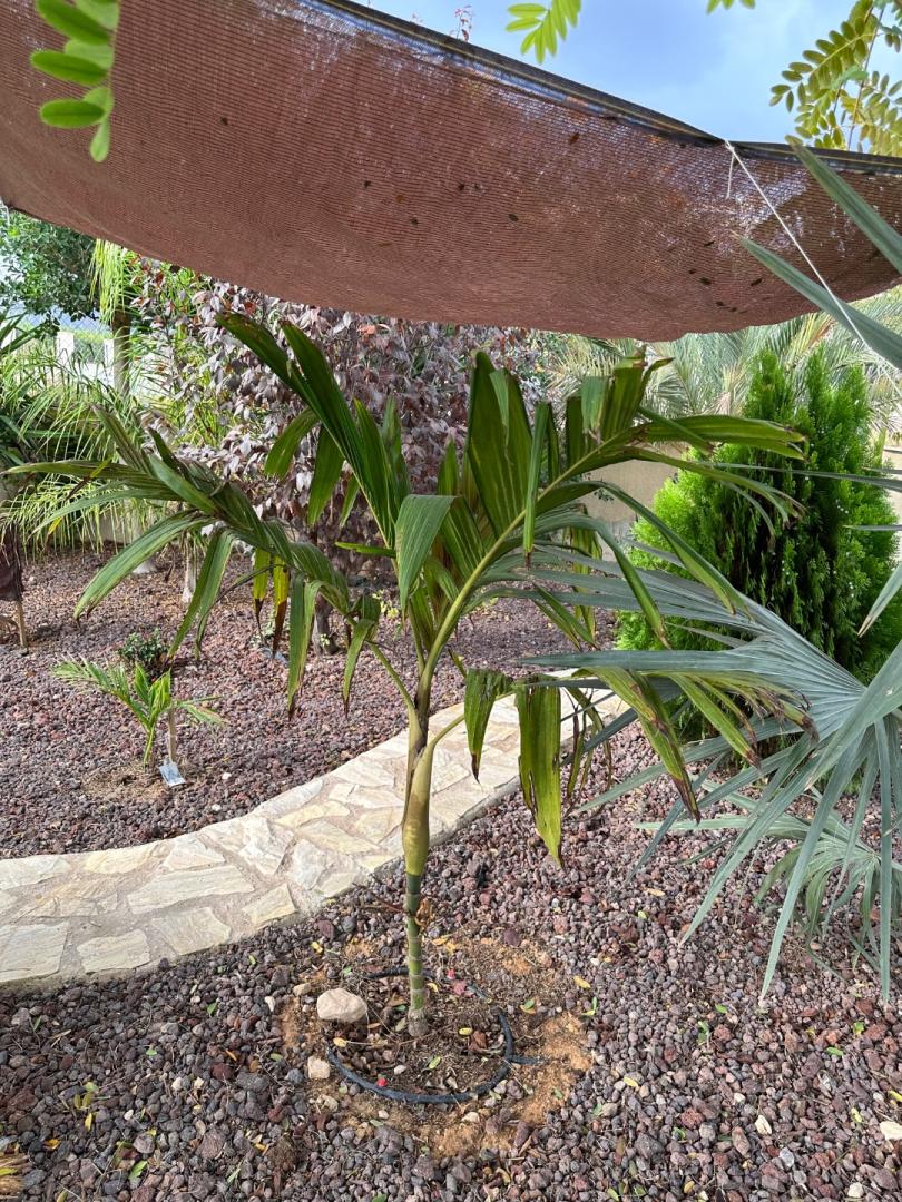 My Spanish palm garden photos - DISCUSSING PALM TREES WORLDWIDE - PalmTalk