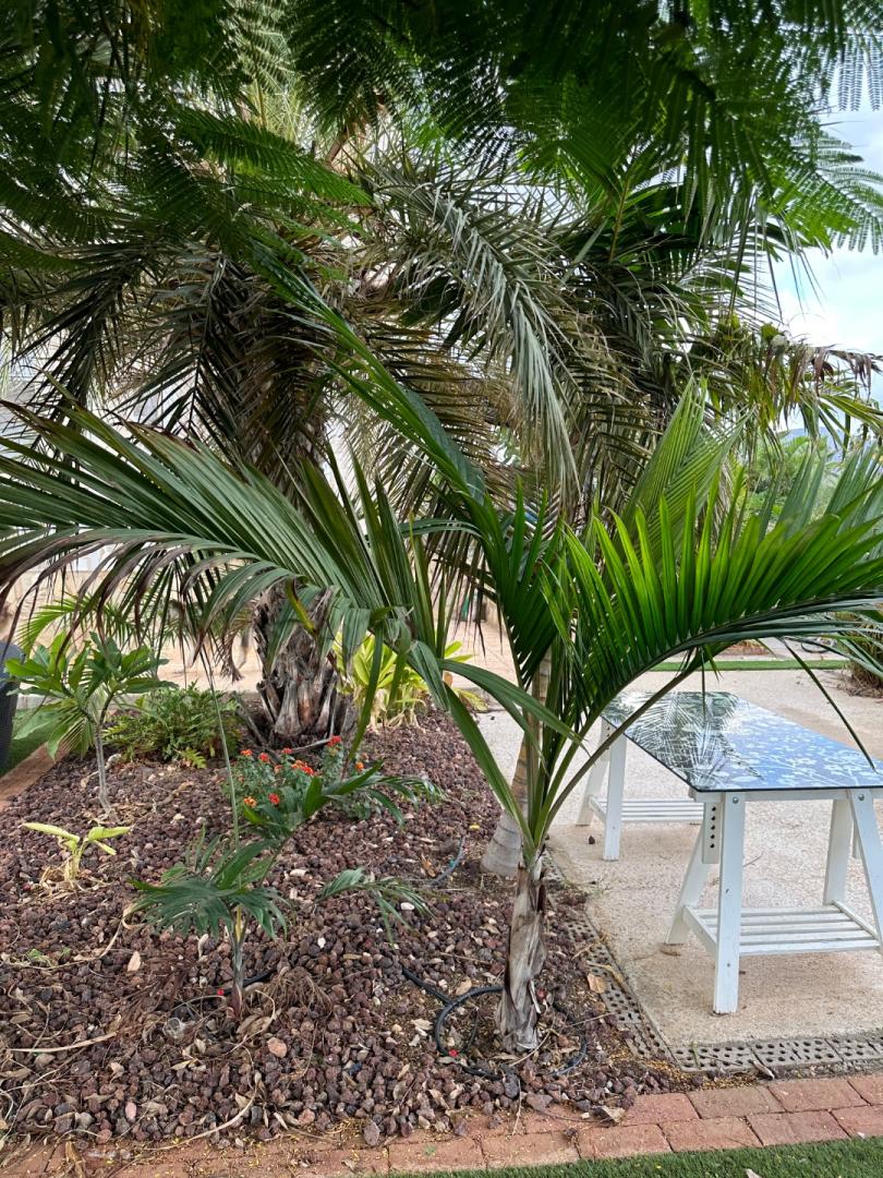My Spanish palm garden photos - DISCUSSING PALM TREES WORLDWIDE - PalmTalk