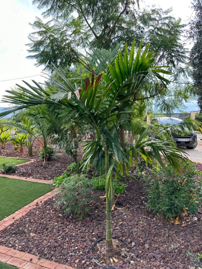 My Spanish palm garden photos - DISCUSSING PALM TREES WORLDWIDE - PalmTalk