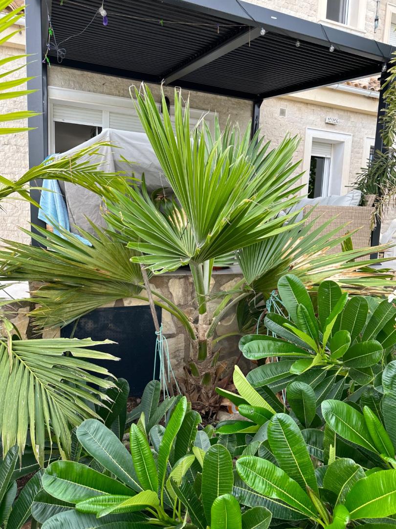 My Spanish palm garden photos - DISCUSSING PALM TREES WORLDWIDE - PalmTalk