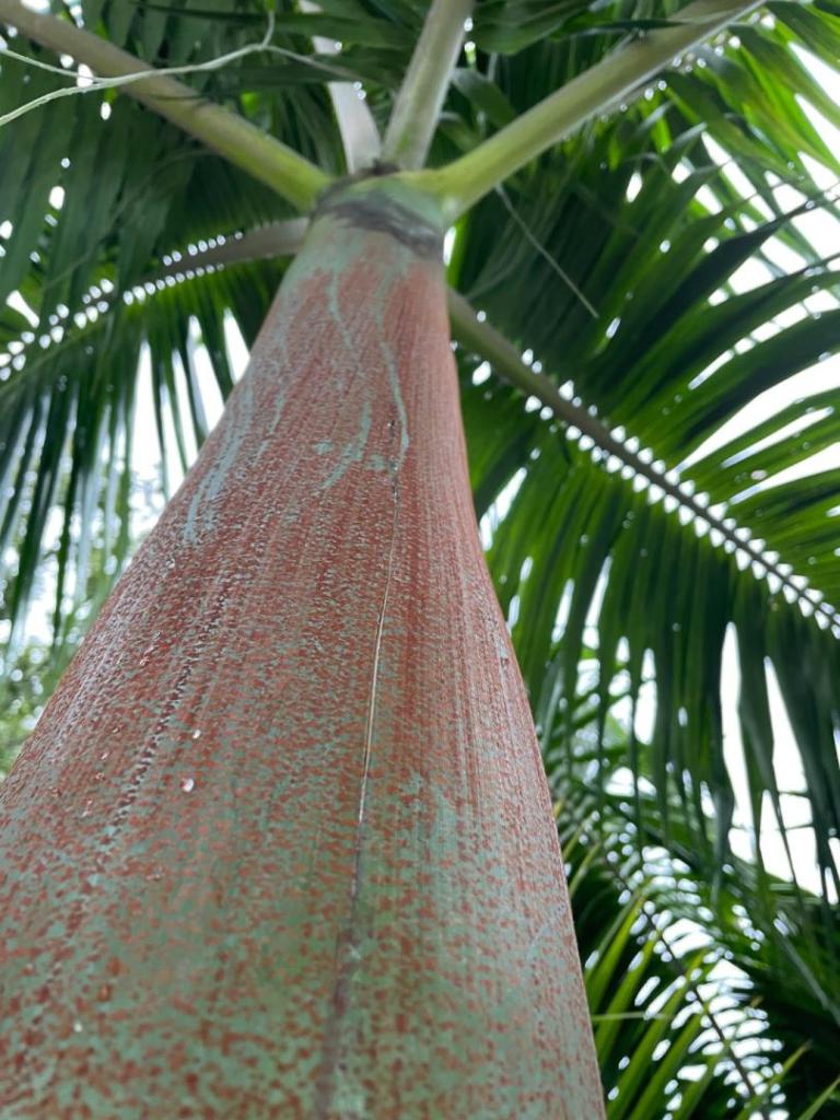 Tomentum on crown shaft of King Palm - DISCUSSING PALM TREES WORLDWIDE ...
