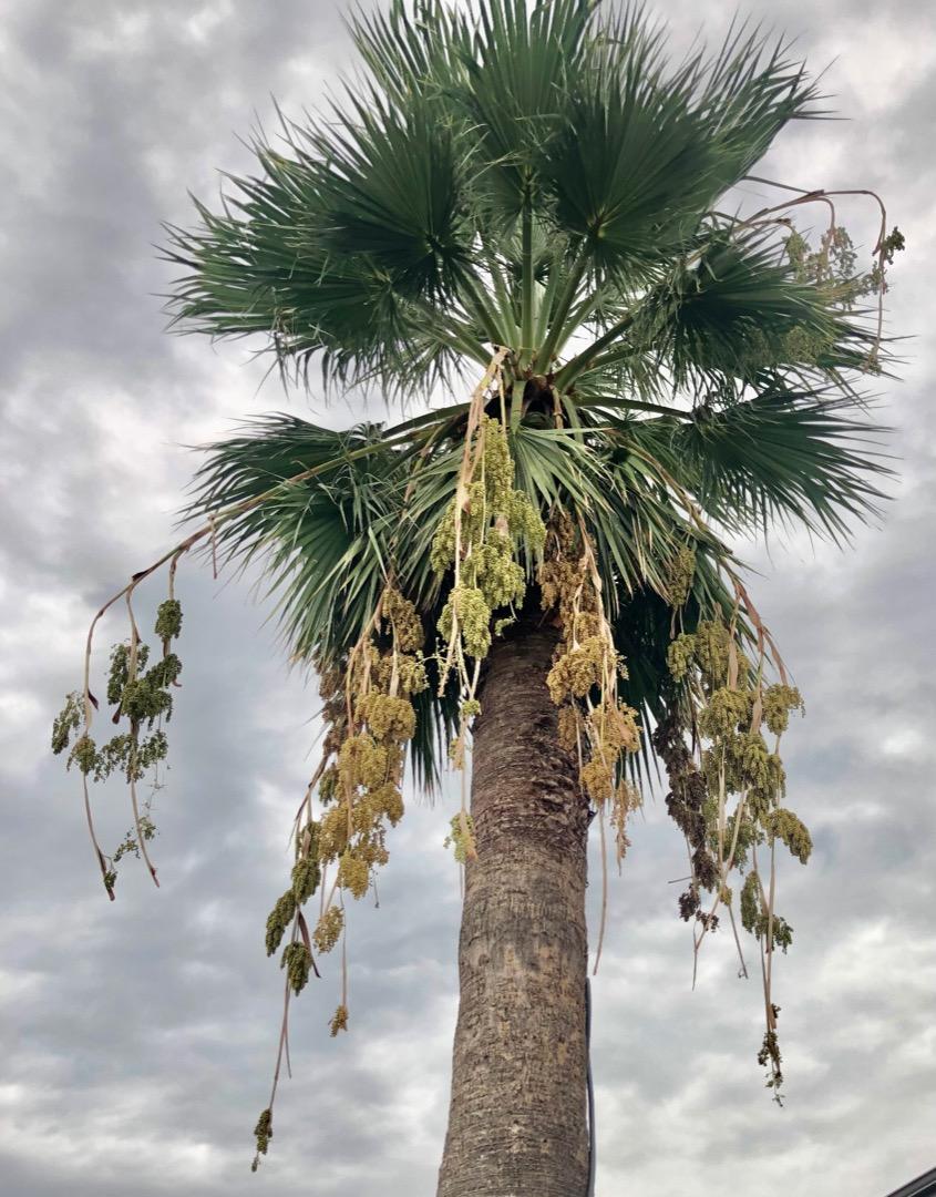 Fast germination method for Washingtonia filifera - COLD HARDY PALMS ...