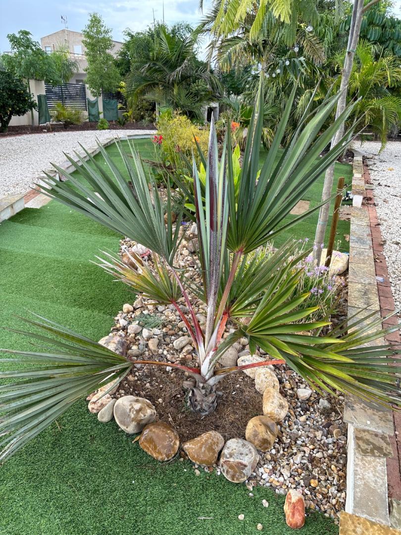 My Spanish palm garden photos - DISCUSSING PALM TREES WORLDWIDE - PalmTalk