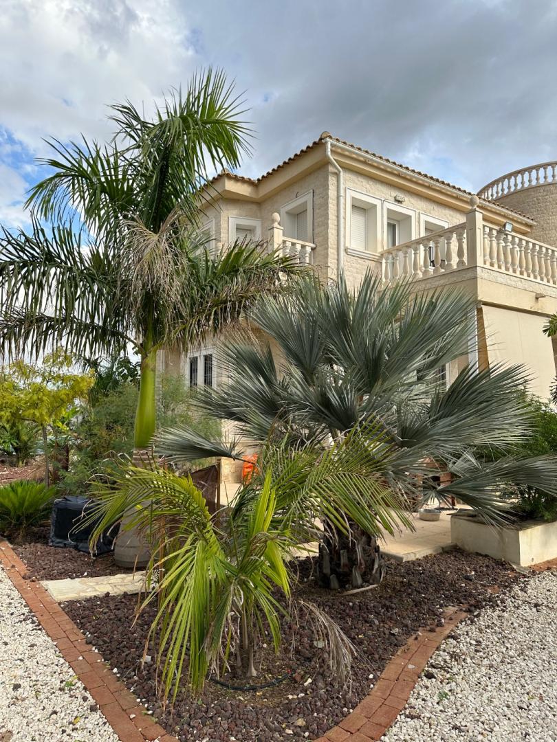 My Spanish palm garden photos - DISCUSSING PALM TREES WORLDWIDE - PalmTalk