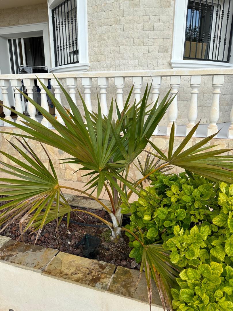 My Spanish palm garden photos - DISCUSSING PALM TREES WORLDWIDE - PalmTalk