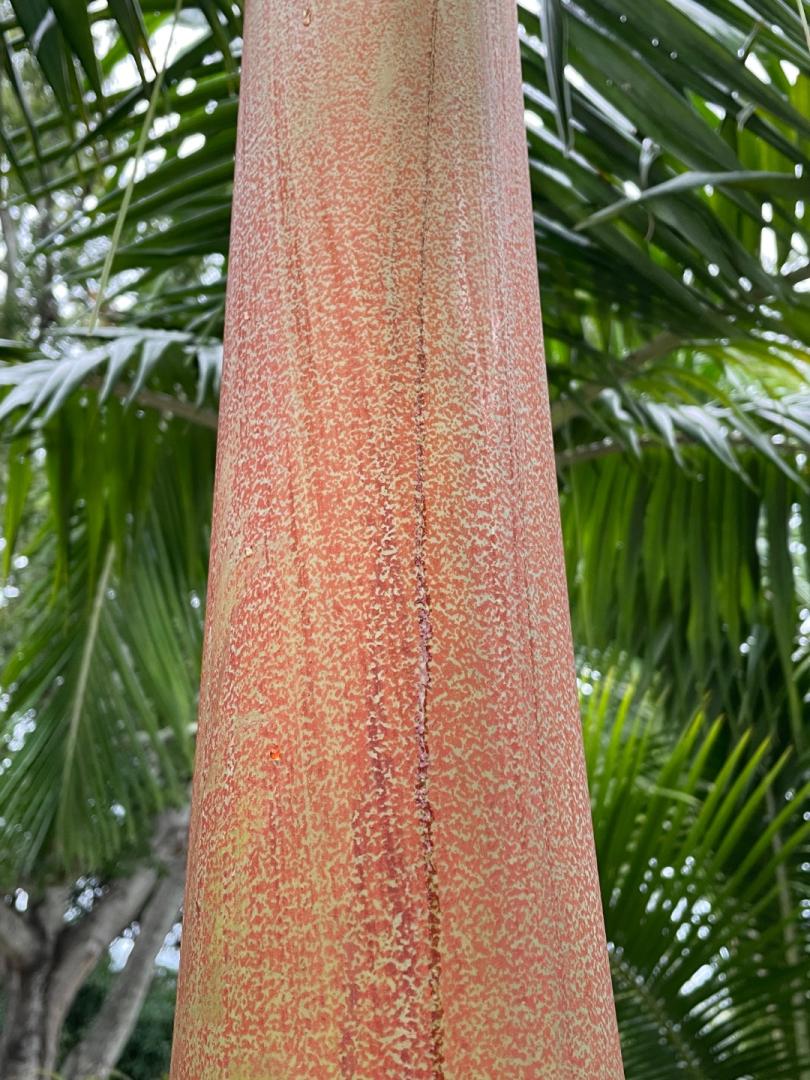 Tomentum on crown shaft of King Palm - DISCUSSING PALM TREES WORLDWIDE ...