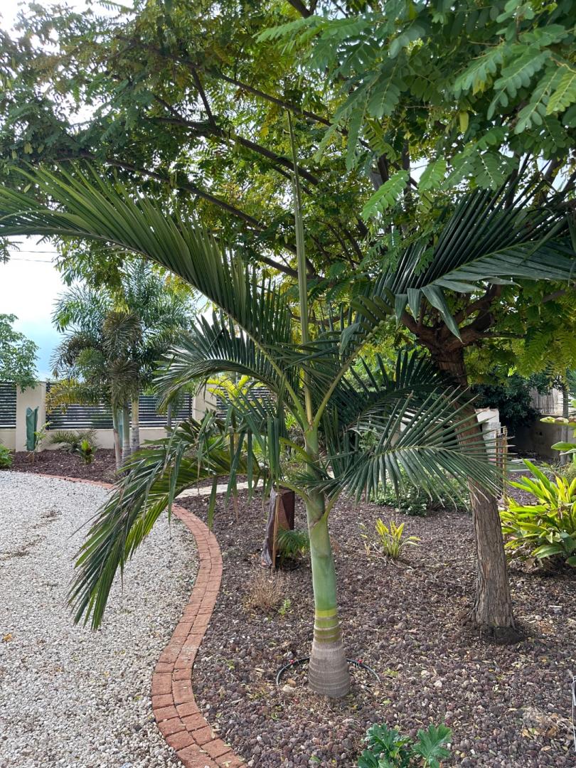 My Spanish palm garden photos - DISCUSSING PALM TREES WORLDWIDE - PalmTalk