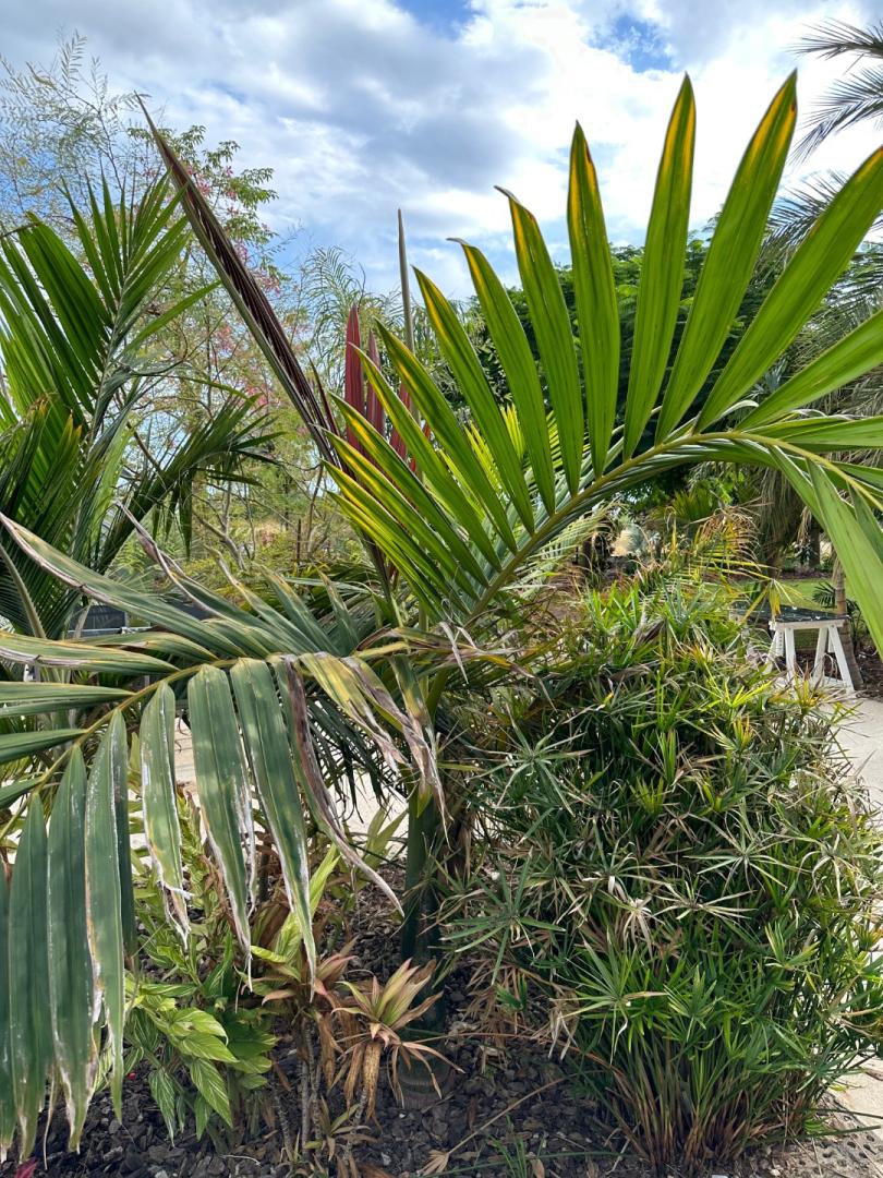 My Spanish palm garden photos - DISCUSSING PALM TREES WORLDWIDE - PalmTalk