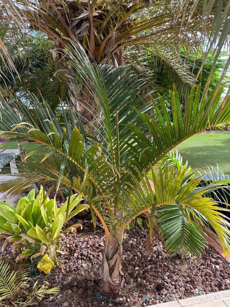 My Spanish palm garden photos - DISCUSSING PALM TREES WORLDWIDE - PalmTalk
