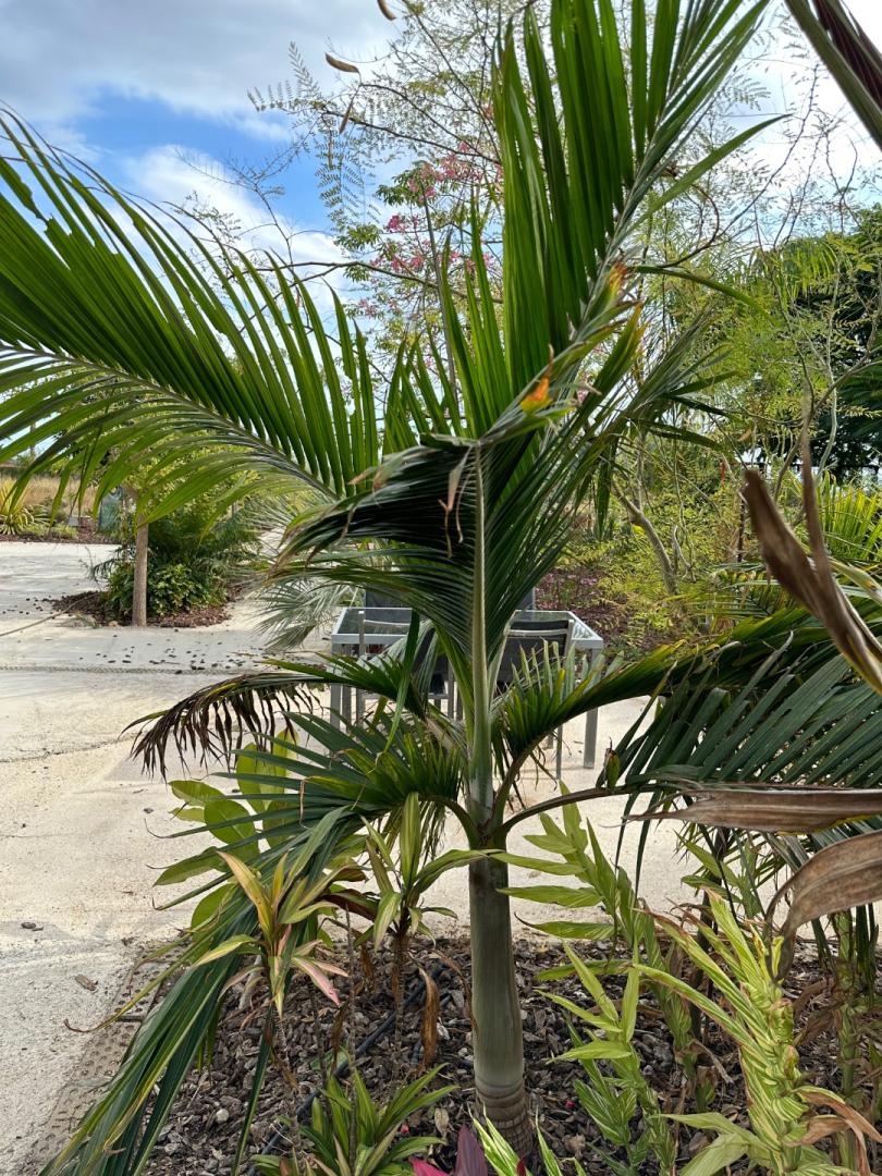 My Spanish palm garden photos - DISCUSSING PALM TREES WORLDWIDE - PalmTalk