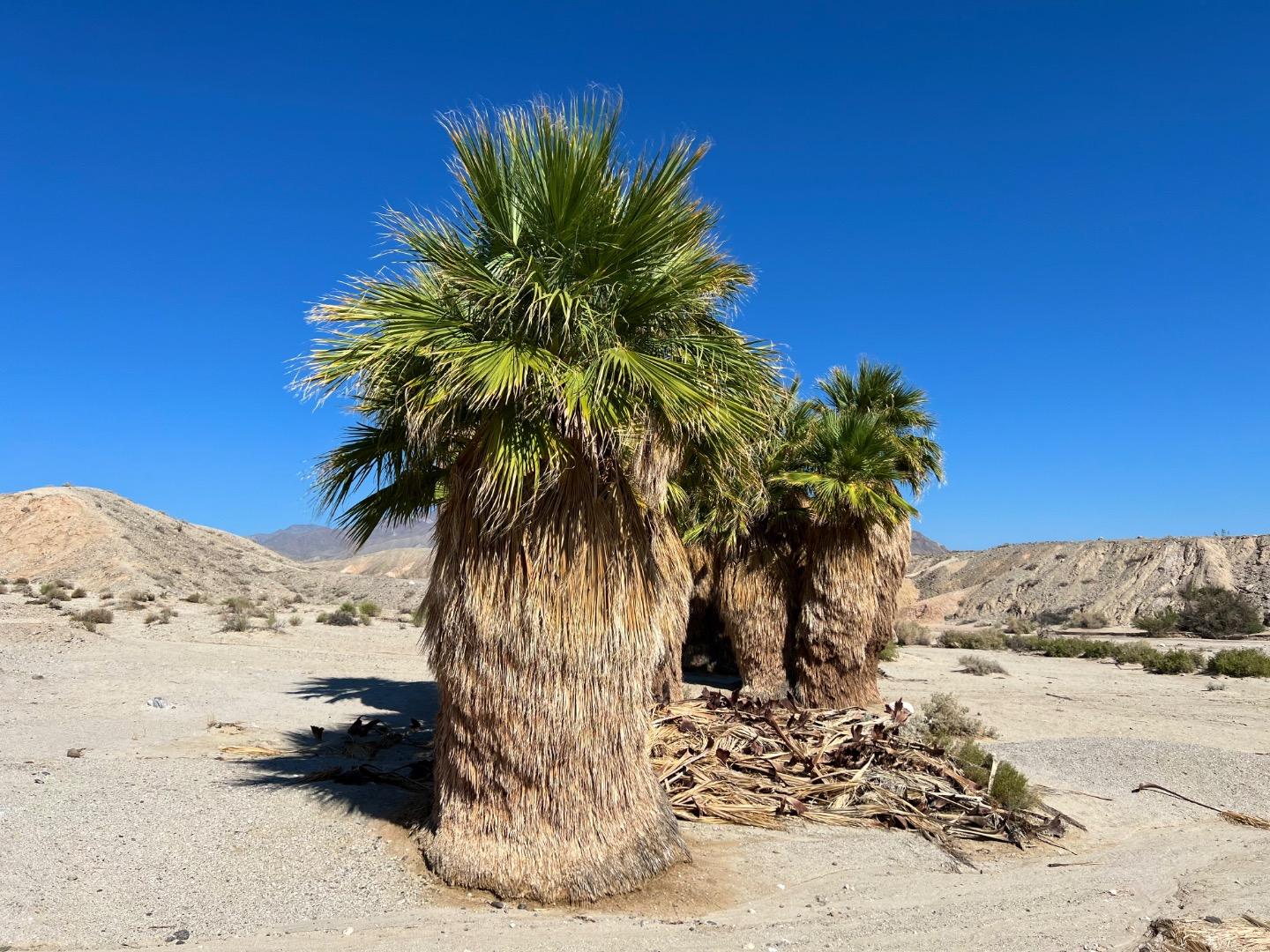 Washingtonia filifera in habitat - a few different locations in Anza ...
