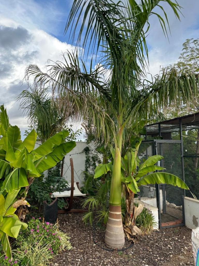 My Spanish palm garden photos - DISCUSSING PALM TREES WORLDWIDE - PalmTalk