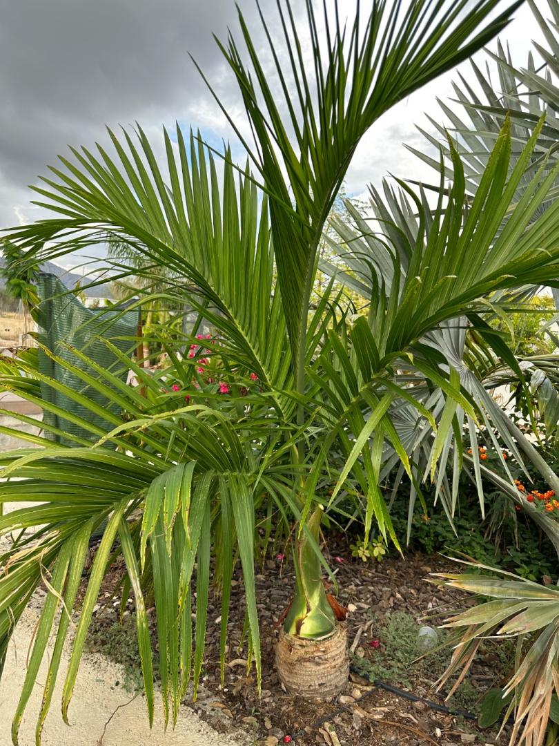 My Spanish palm garden photos - DISCUSSING PALM TREES WORLDWIDE - PalmTalk