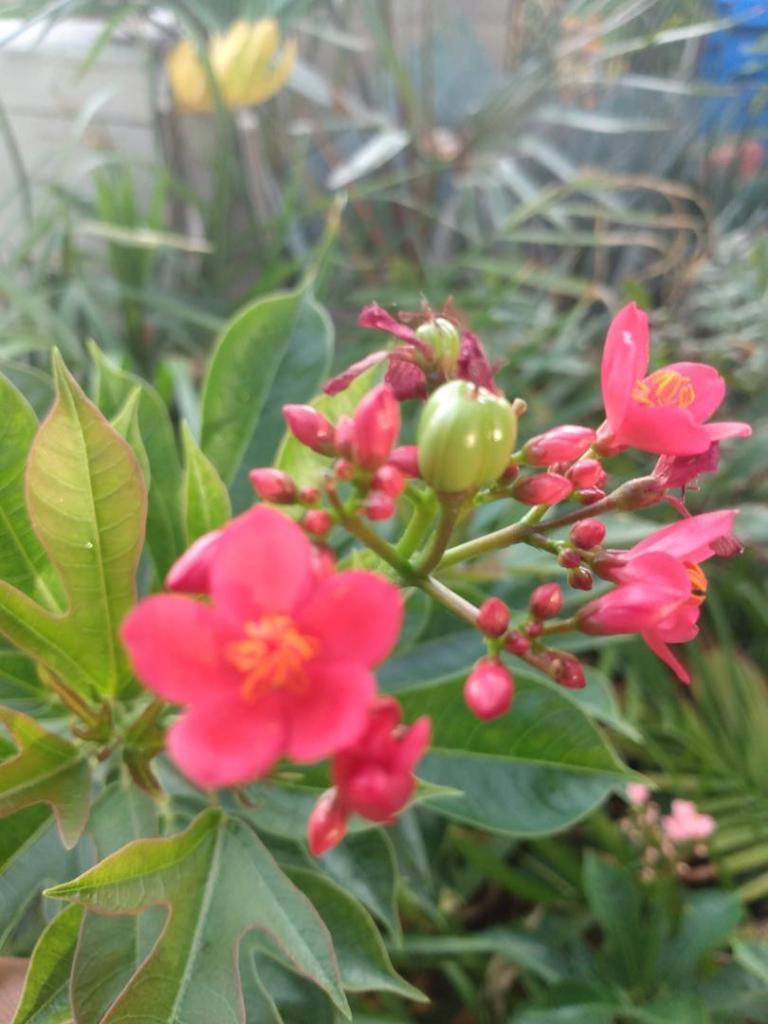 Jatropha flowers - TROPICAL LOOKING PLANTS - Other Than Palms - PalmTalk