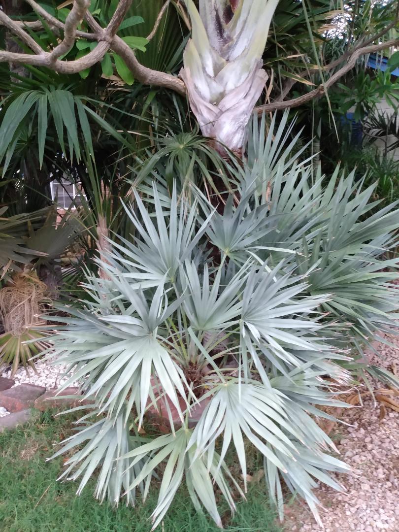 Silver Serenoa repens - Full circle - DISCUSSING PALM TREES WORLDWIDE ...