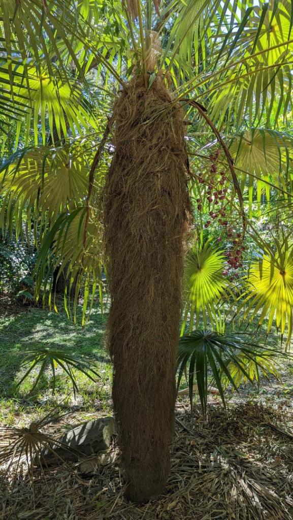 Coccothrinax crinita Seed - For Sale - PalmTalk
