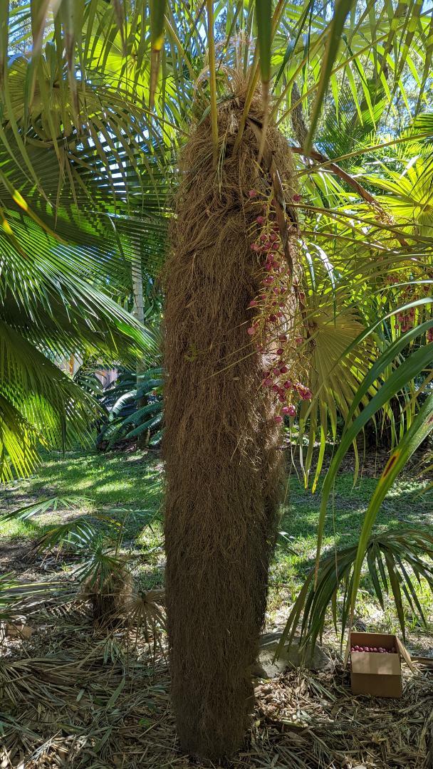 Coccothrinax crinita Seed - For Sale - PalmTalk