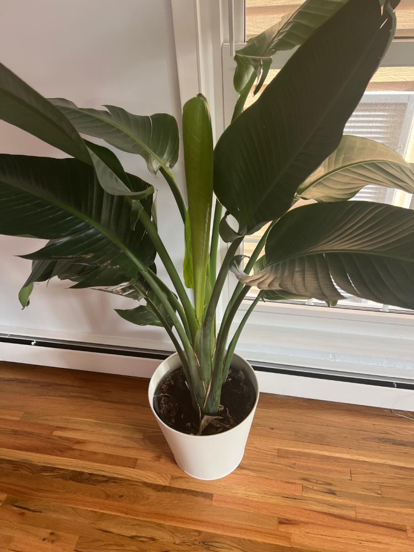 Traveler’s palm in constant heat of heater in fall - WEATHER / CLIMATE ...