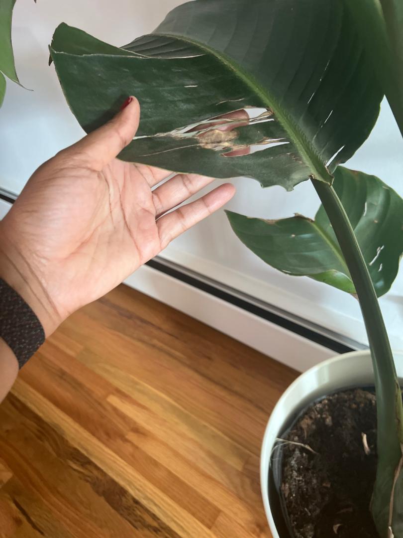 Traveler’s palm in constant heat of heater in fall - WEATHER / CLIMATE ...