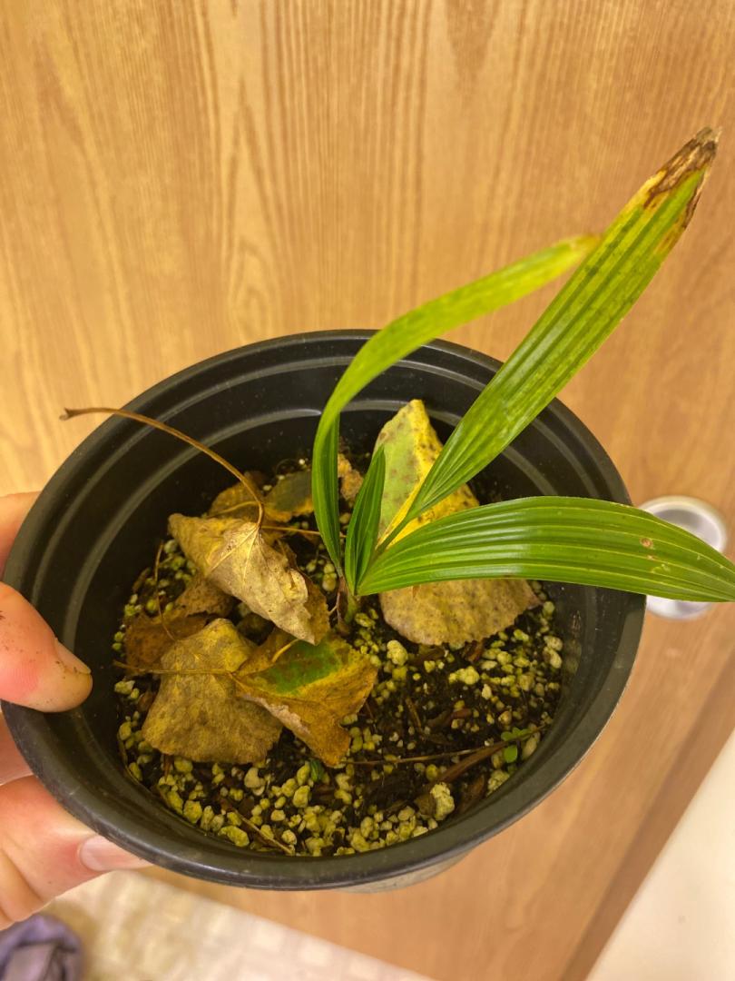 Stringy Royal - PALMS IN POTS - PalmTalk