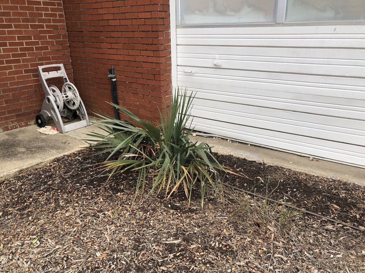 Sabal Minor var. Louisiana seeds (2021 North Texas Great Freeze Survivor) - For Sale - PalmTalk