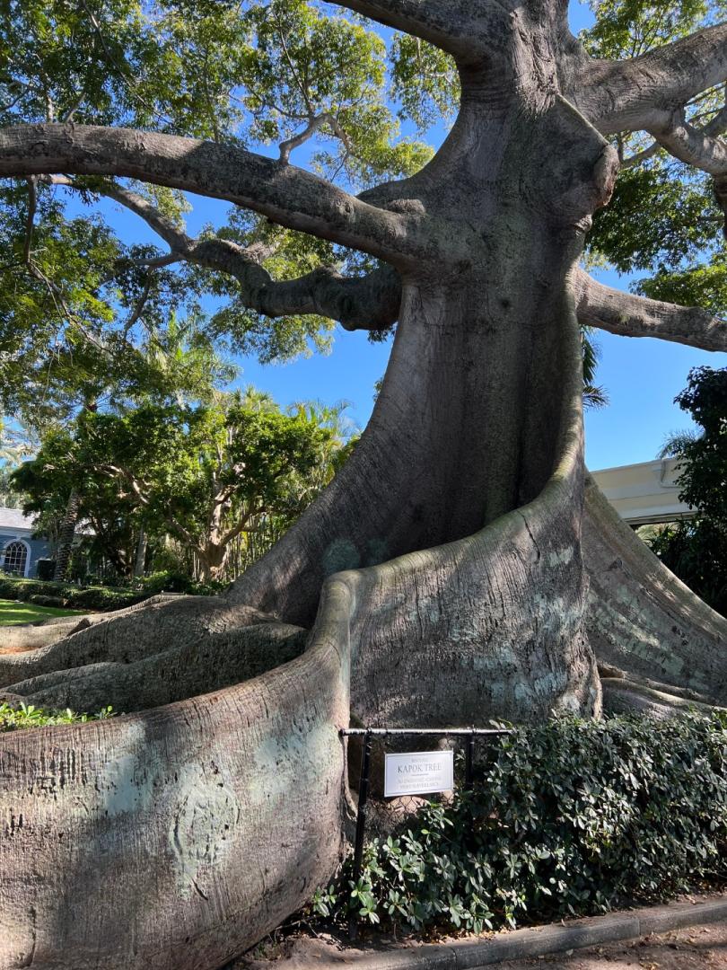 Post your Ceiba pentandra’s (Kapok Trees) - TROPICAL LOOKING PLANTS ...