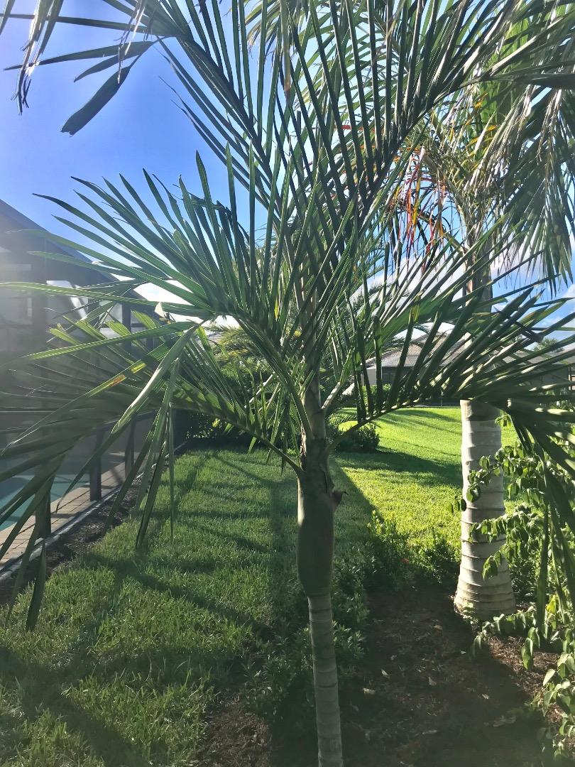 New Addition Cyphophoenix Alba - DISCUSSING PALM TREES WORLDWIDE - PalmTalk