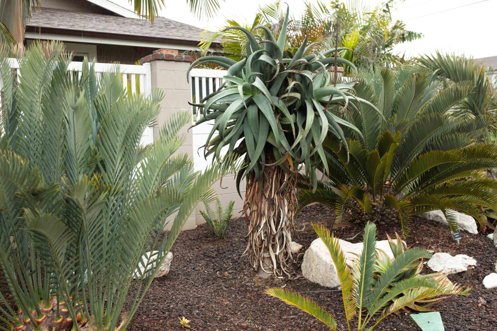 Aloe Id’s? - TROPICAL LOOKING PLANTS - Other Than Palms - PalmTalk